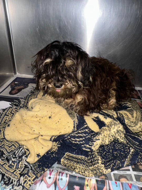 MARL cares for 17 dogs found in severe neglect