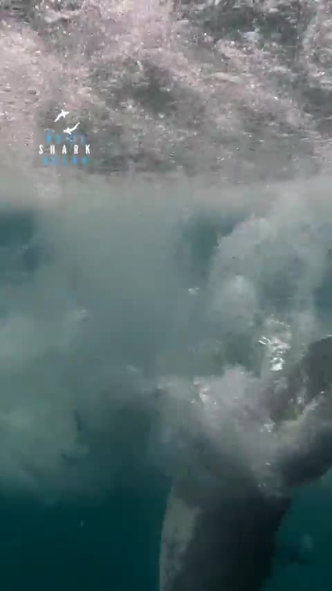 Great white shark propels herself out of the water