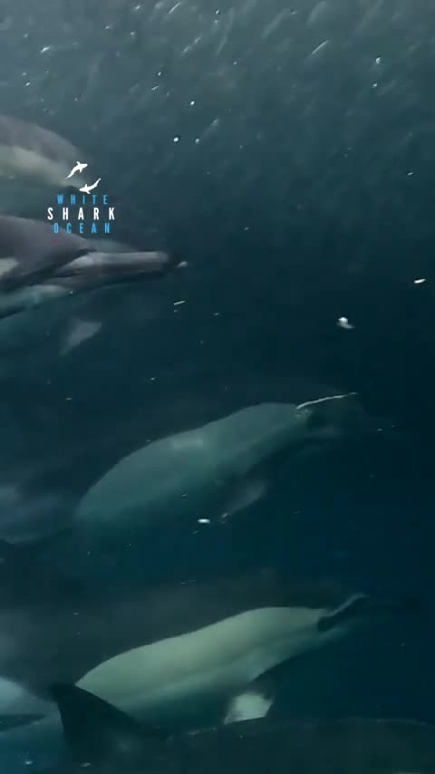Dolphins rounding up sardines on the sardine run