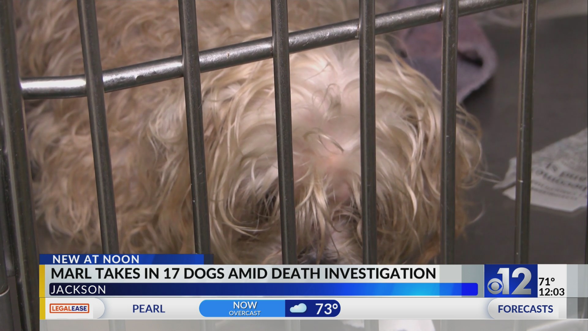 MARL cares for 17 dogs found in severe neglect