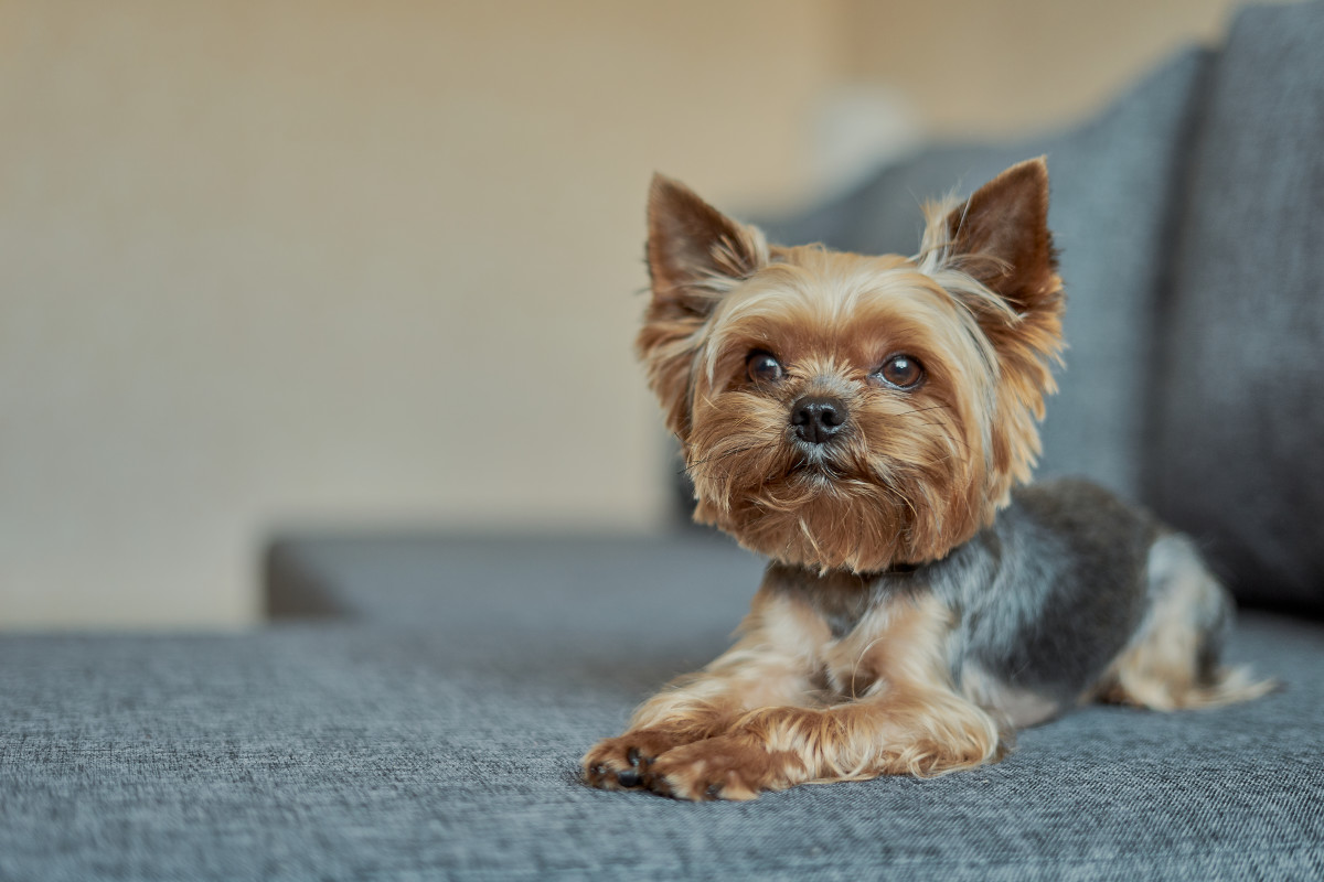 This tiny and very feisty Yorkie hating on the most random things is ...