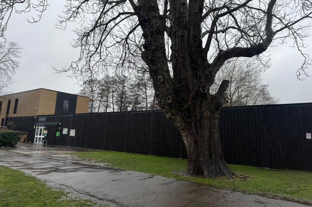 Council make 'difficult decision' to cut down tree in Taunton