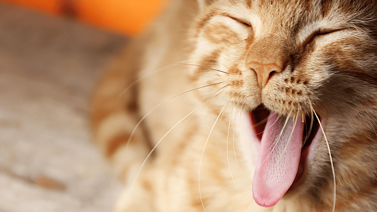 7 things cats really hate (and almost all humans do)