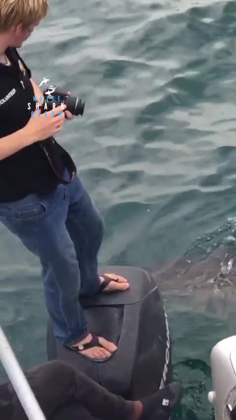 Great White Checks People On The Boat Out