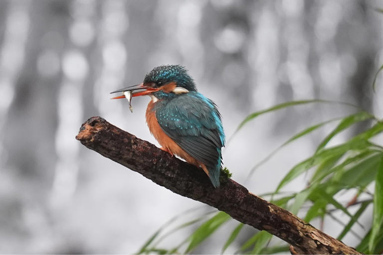 Storm Goretti live: UK hit by ‘weather bomb’ with 100mph winds