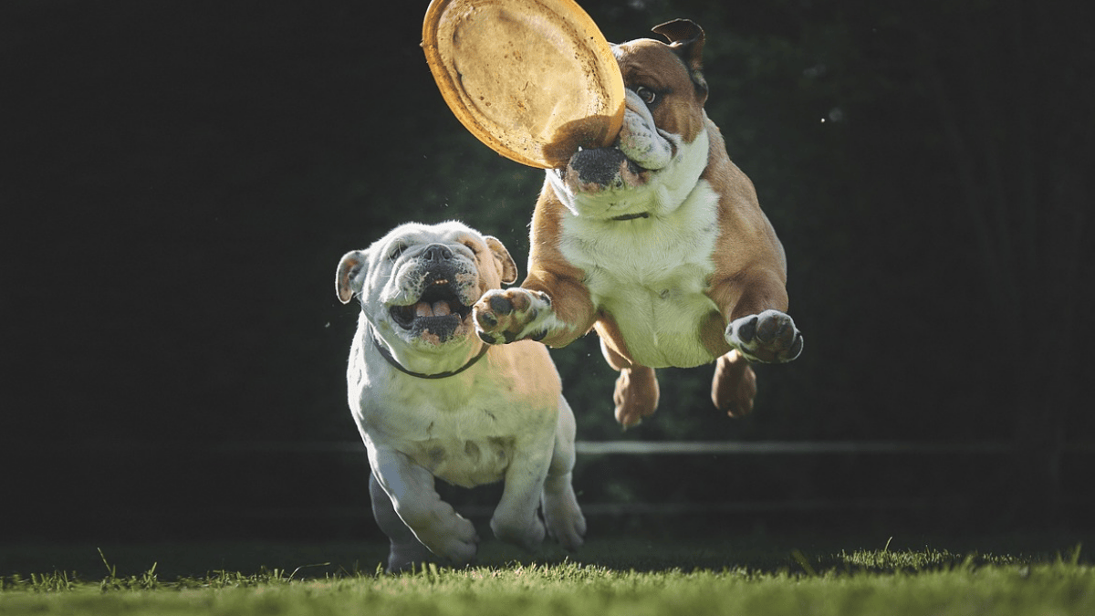10 essential products to improve the mood of a sad dog