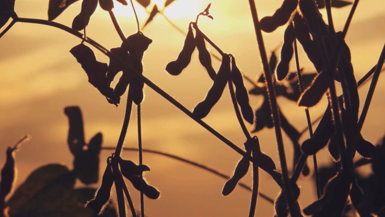 ND soybeans see new international markets according to state ...