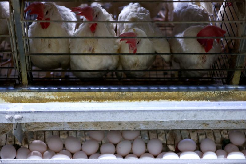 Brazil 2025 eggs exports soar on strong US demand