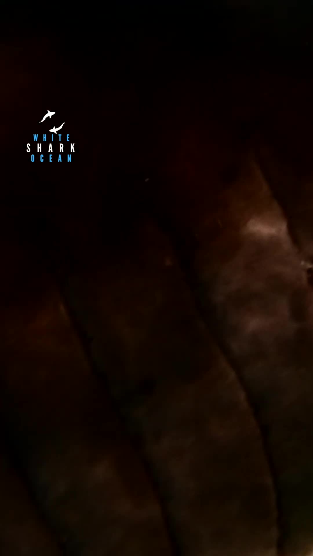 Great white shark crashes through the surface