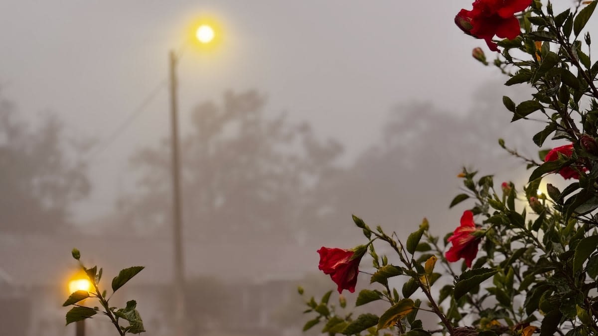 Tampa Bay mornings have been foggy all week. How long will it last?
