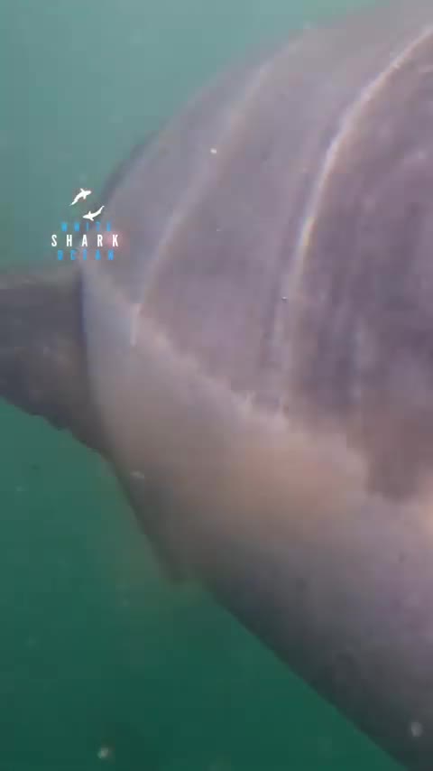 Great white comes up from under the water like a submarine