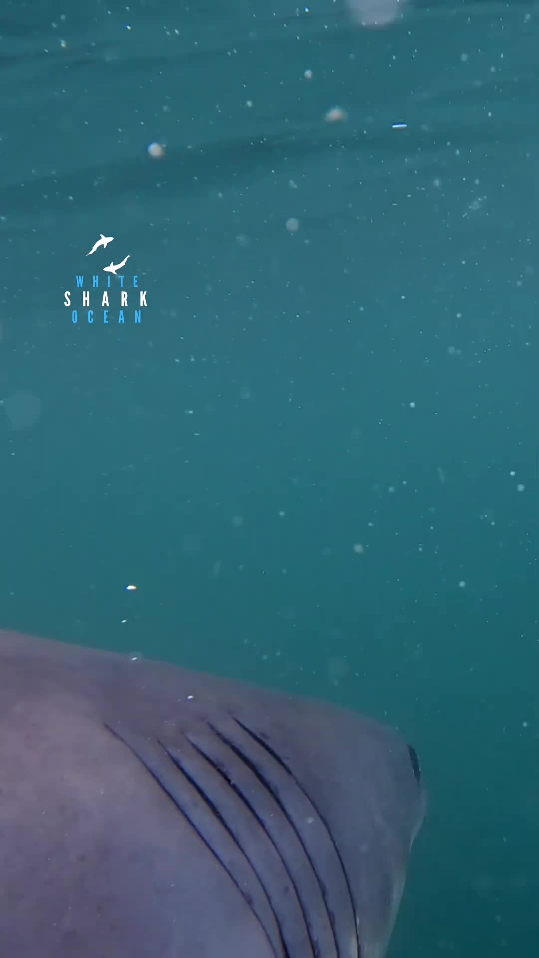 Great white shark extends her top jaw