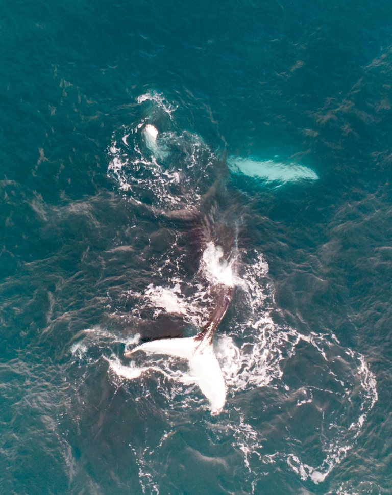 ‘One-in-a-million’ drone photos finally reveal famous whale’s gender