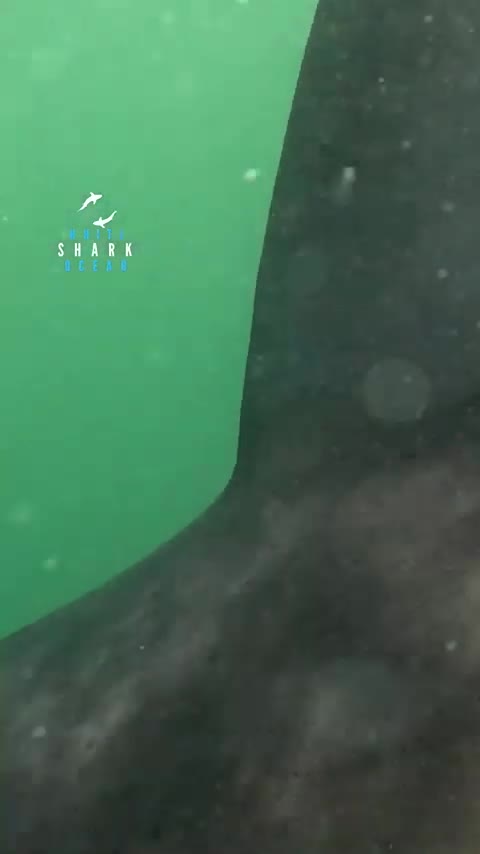 Great white shark smashes through the surface