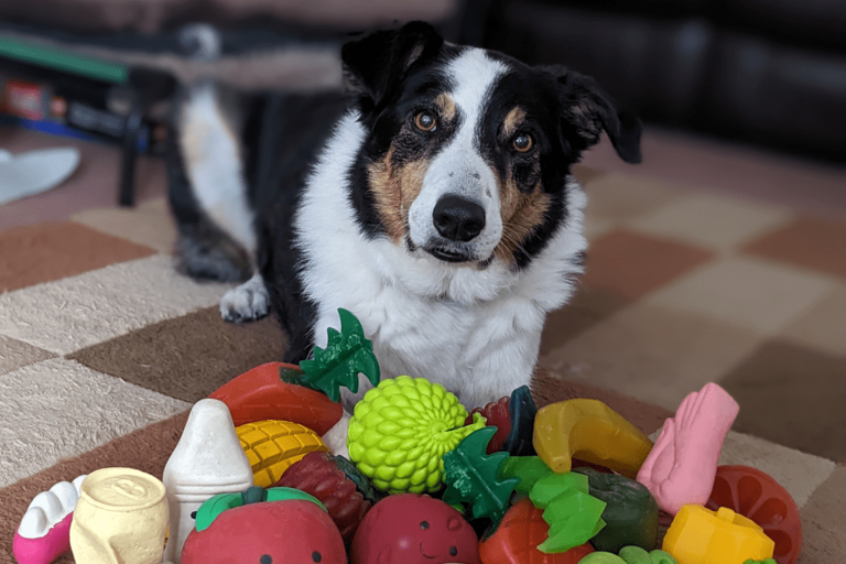 Gifted dogs learn new words by eavesdropping—does yours?
