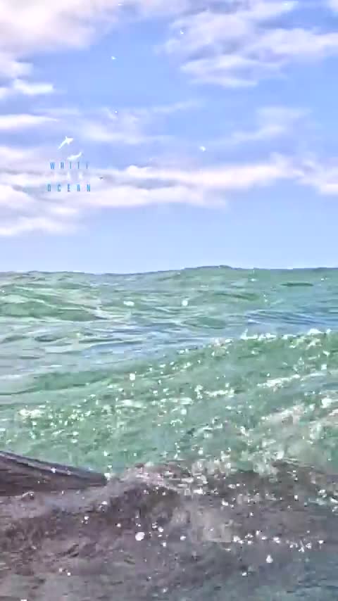 Great white shows off razor sharp teeth