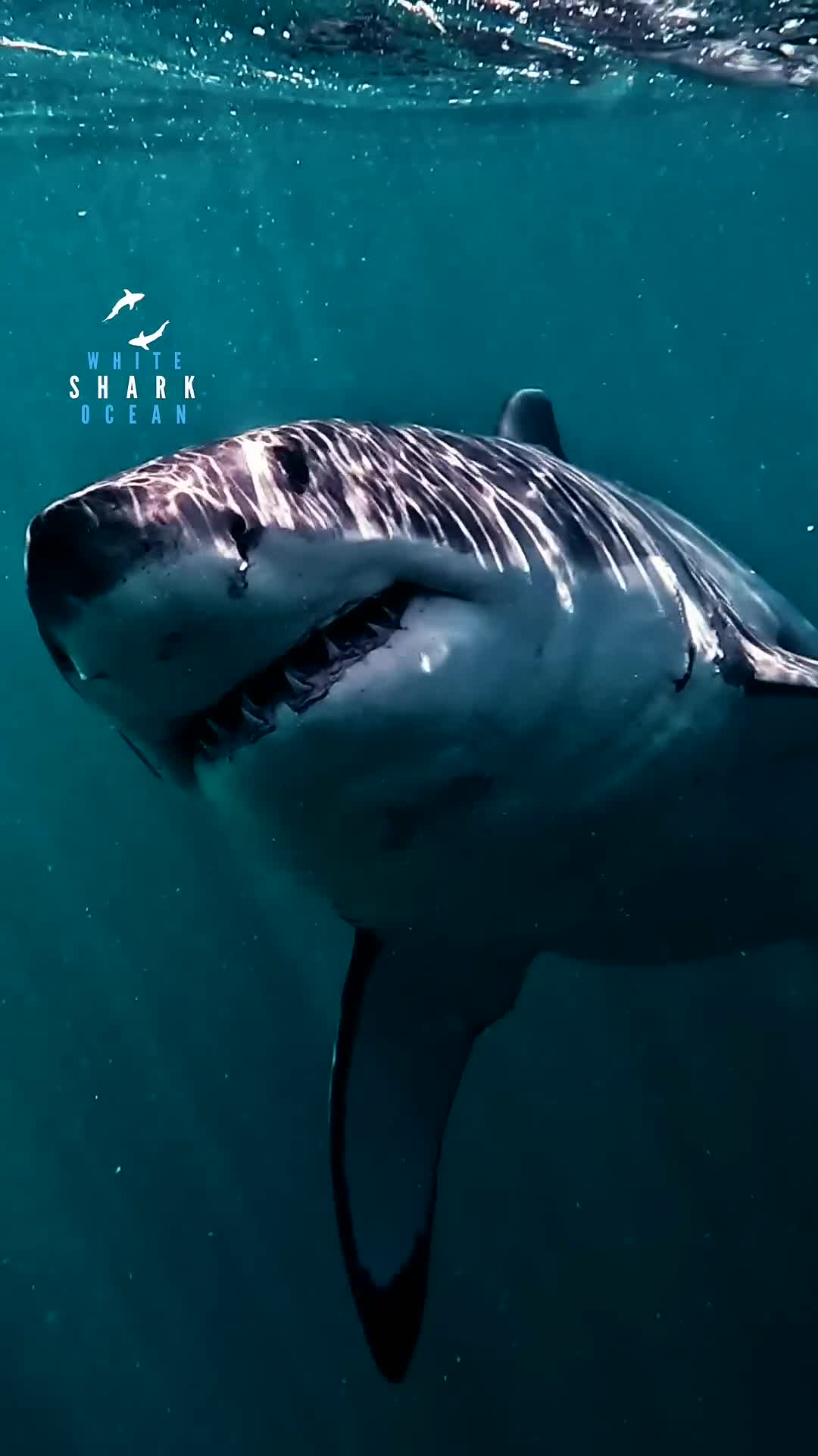 Great white shark cruising through the blue