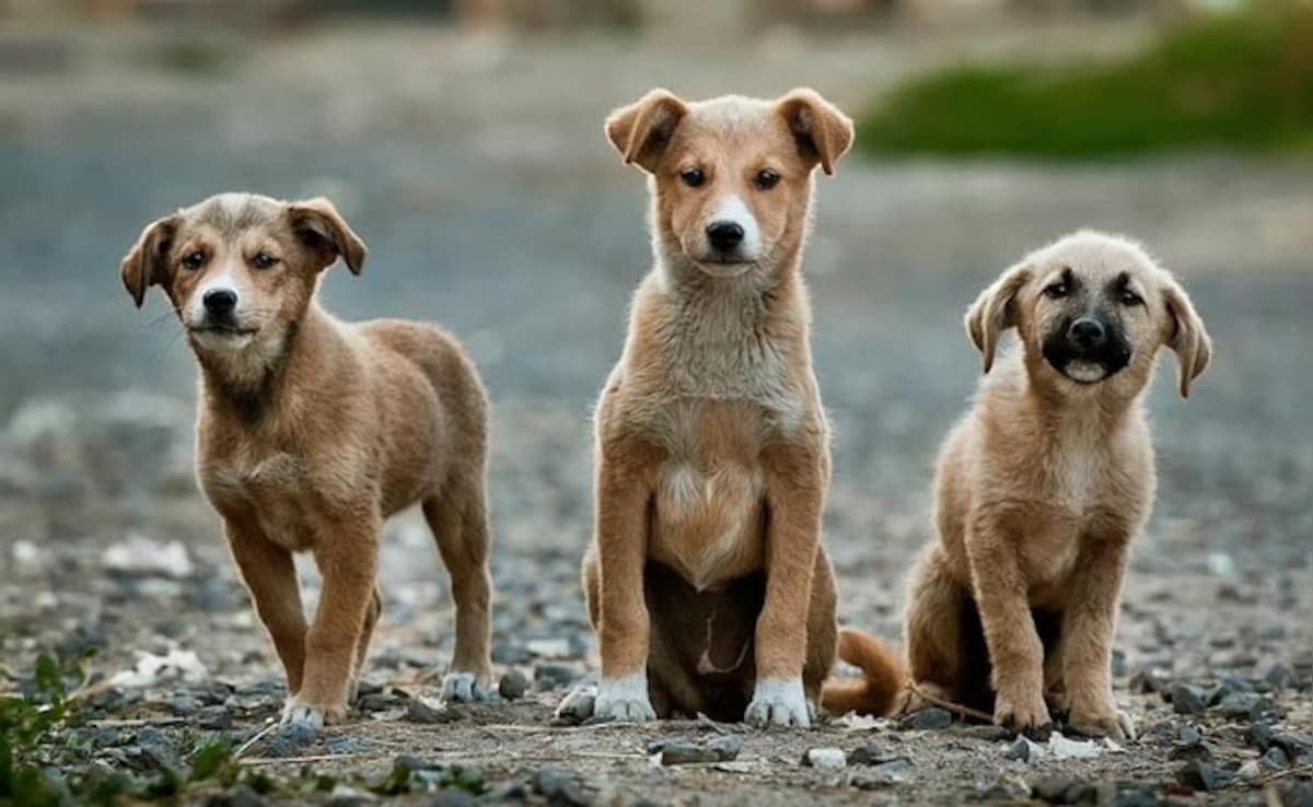 Stray dogs sense fear, may attack people who are scared: Top Court