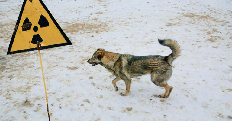 Dogs living around the Chernobyl nuclear power plant disaster are ...