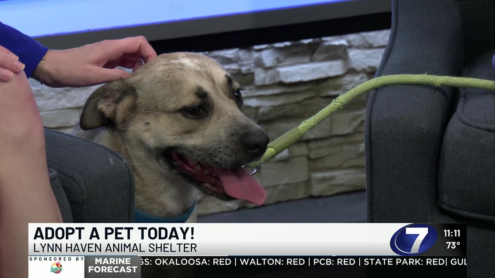 Shelter spotlight: Meet Chevy, Lynn Haven Animal Shelter