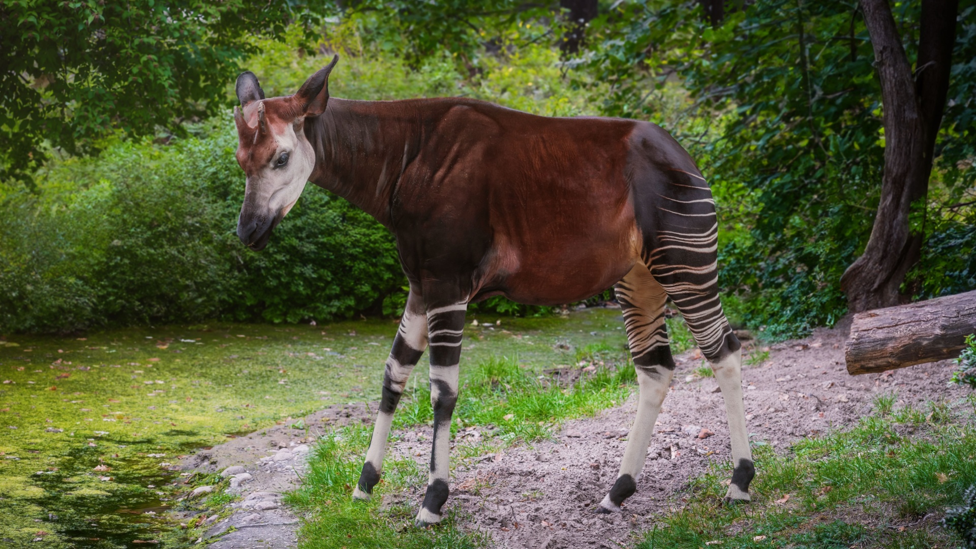 Animals so elusive they vanish the moment humans arrive