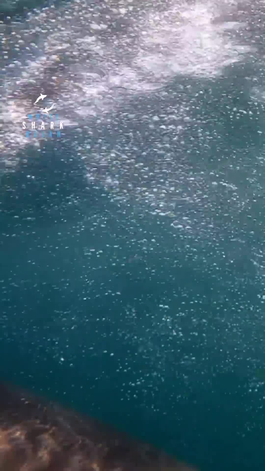 Great white carving through the blue water