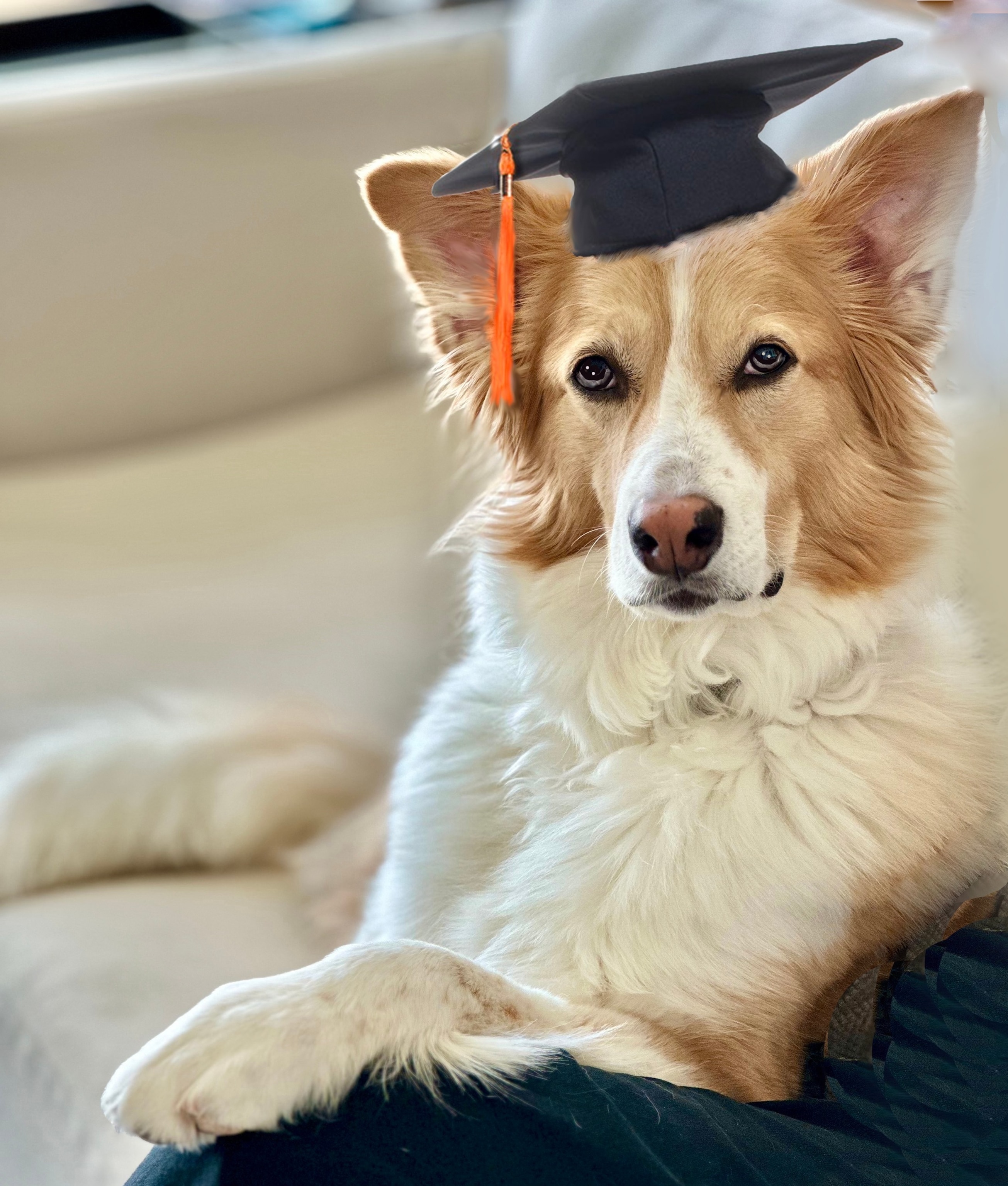 A rare group of 'genius dogs' can learn new words by eavesdropping: Study