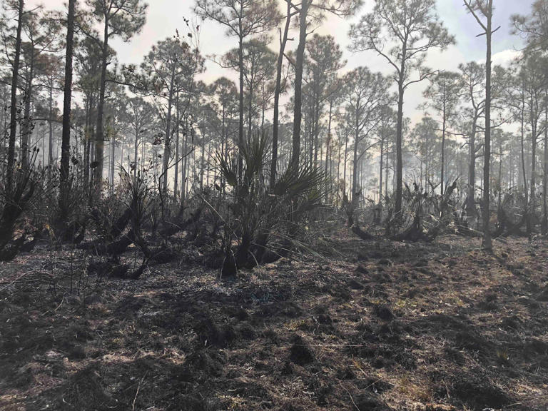Smoke visible from 300-acre planned burn in Indian River County