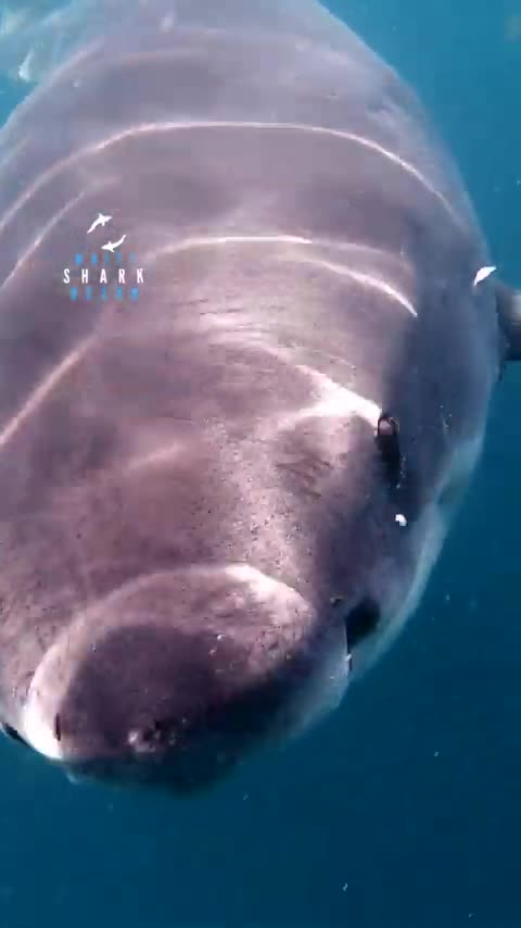 Great white sharks coming in to investigate