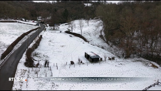 Aywaille : la présence d'un loup suspectée après la mort d'un chevreuil
