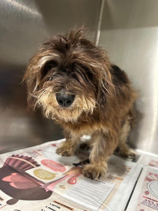 MARL cares for 17 dogs found in severe neglect