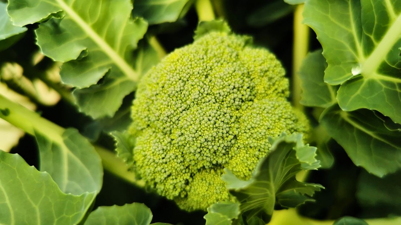 15 flavorful foods to elevate your everyday eating