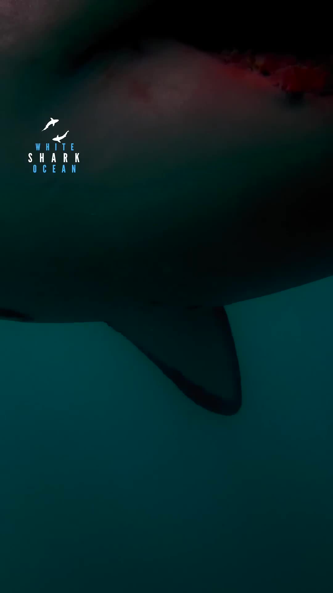 Great white shark approaching