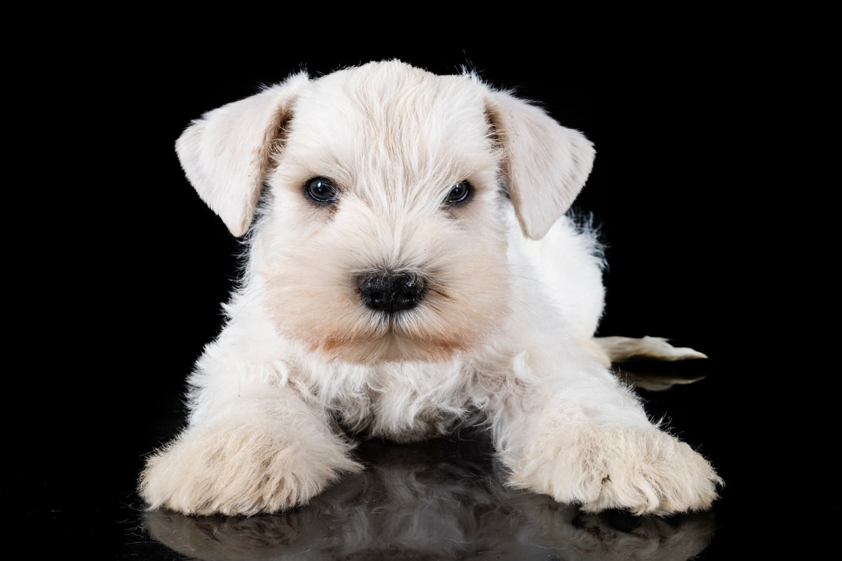 Miniature schnauzer becomes 'Lorax's' adorable twin after haircut