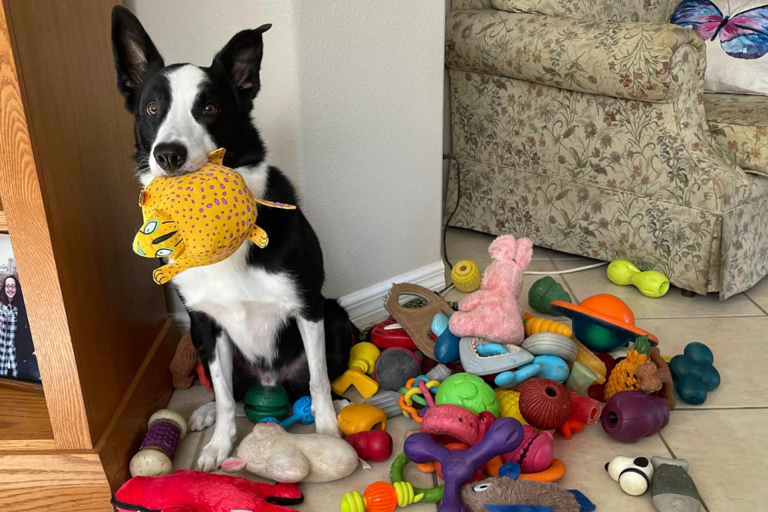 Gifted dogs learn new words by eavesdropping—does yours?