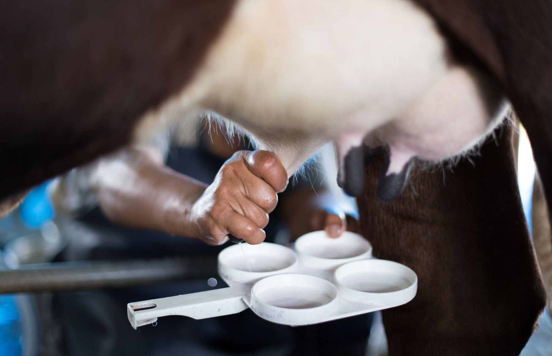 20 bizarre facts about farm animals