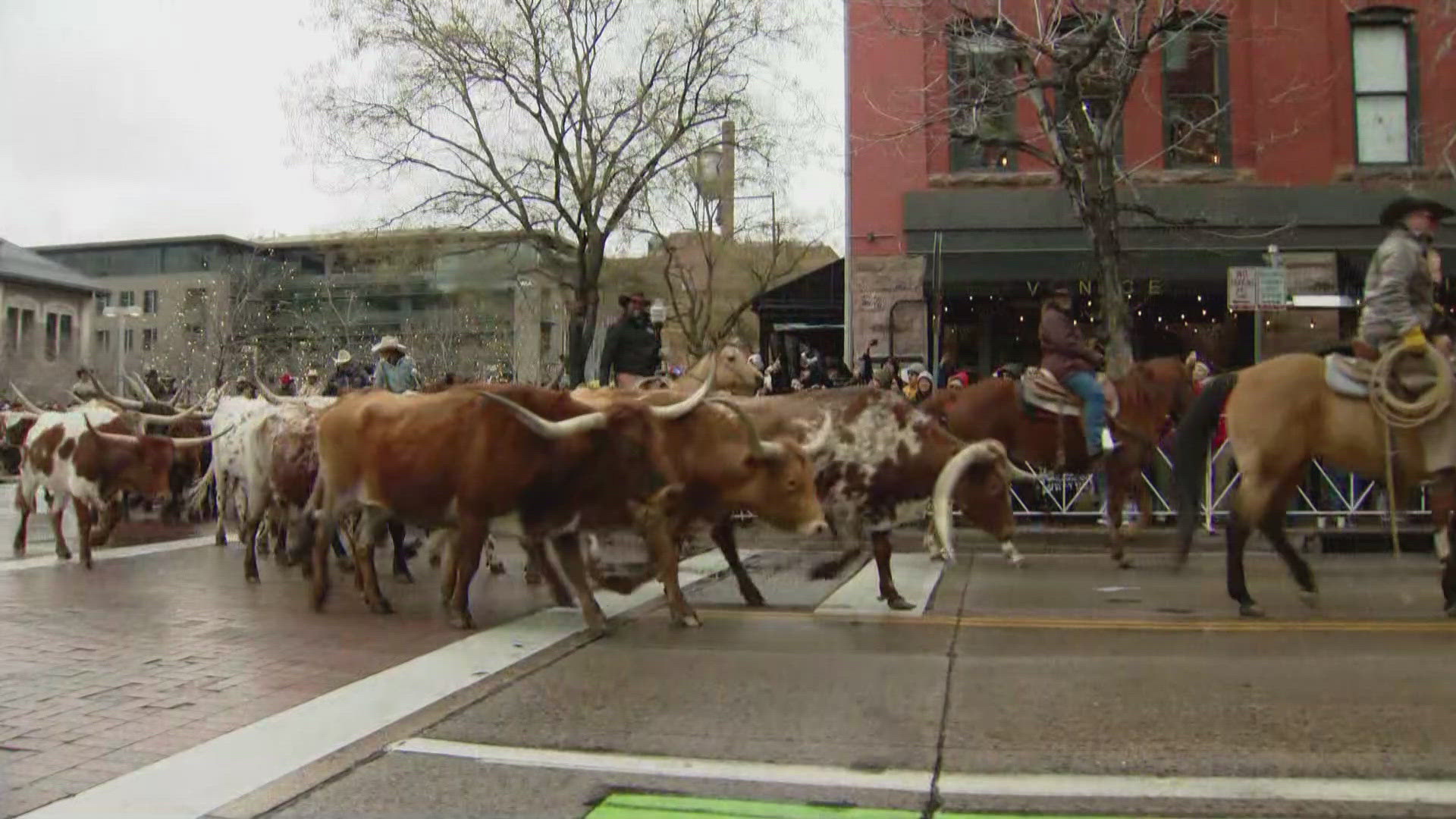 National Western Stock Show kick-off parade in downtown Denver
