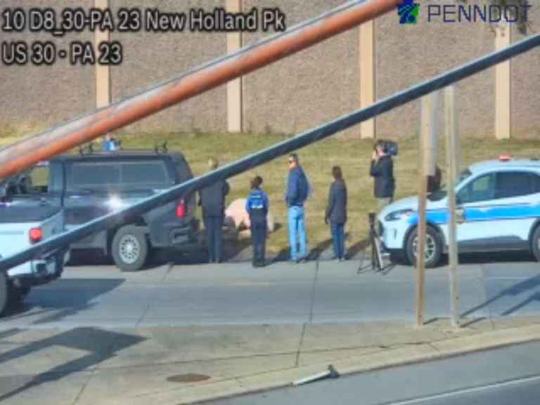 Runaway pig on the loose near Route 30