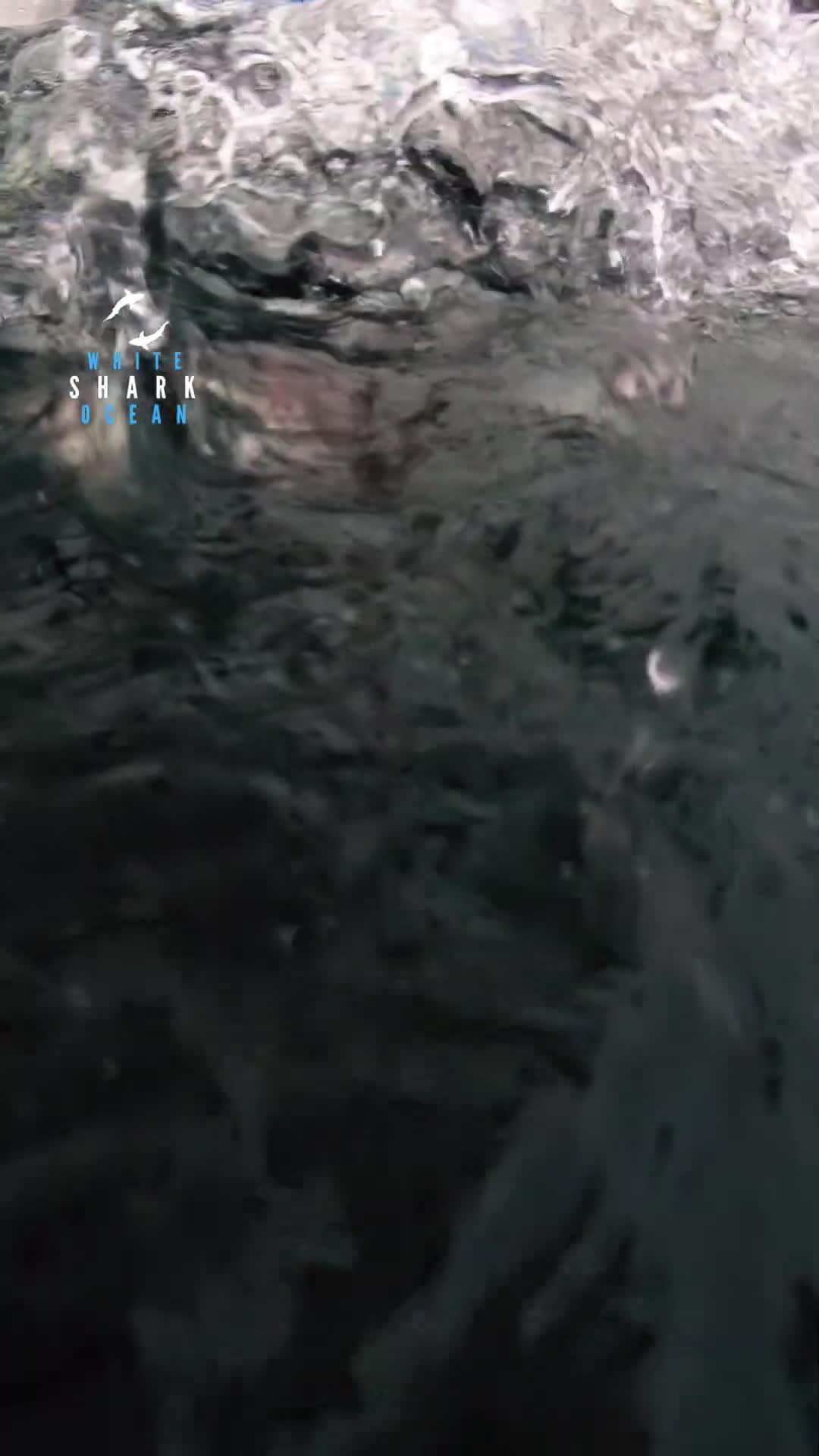 Great white shark wants the camera