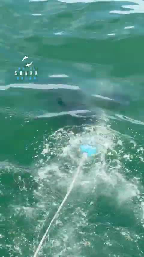 Great white shark thrashes head side to side ripping tuna