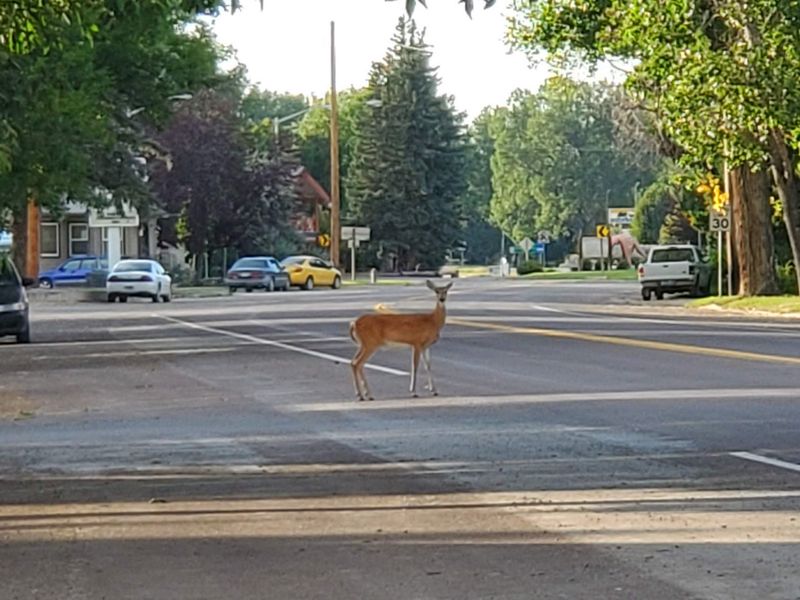10 peaceful small towns in Montana for slow living