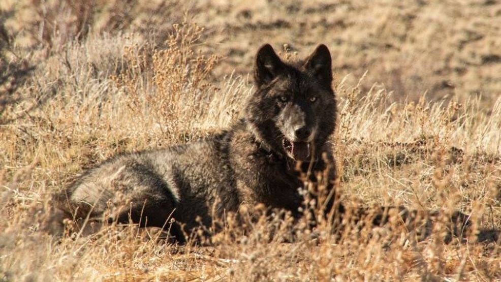Lassen County sees rise in wolf attacks: horse and calves killed near ...