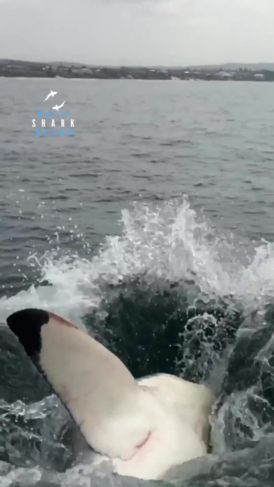 Great white shark breaches like a speed rocket