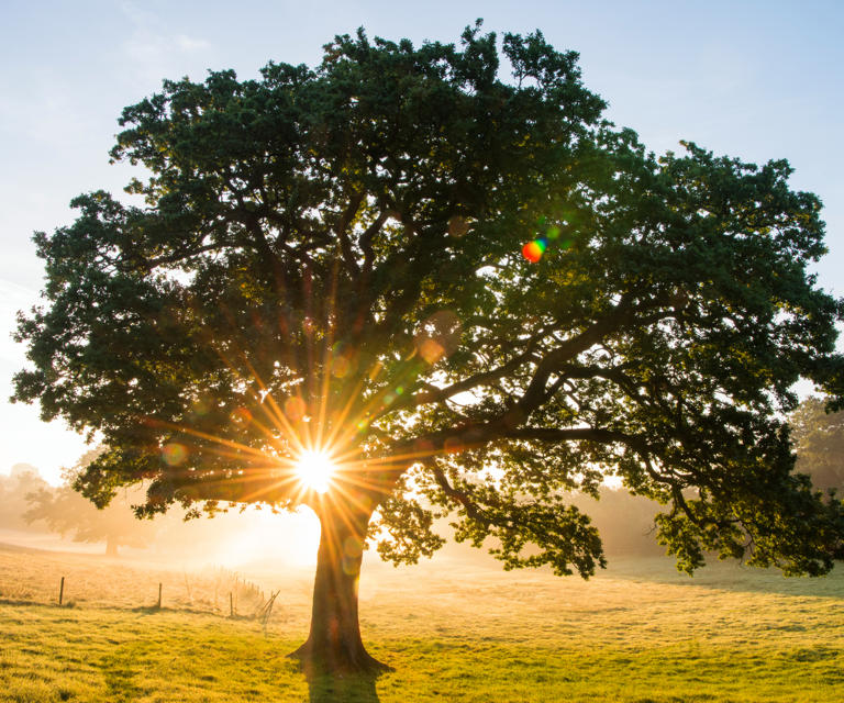 Don't buy a self build plot before you ask these 12 essential questions