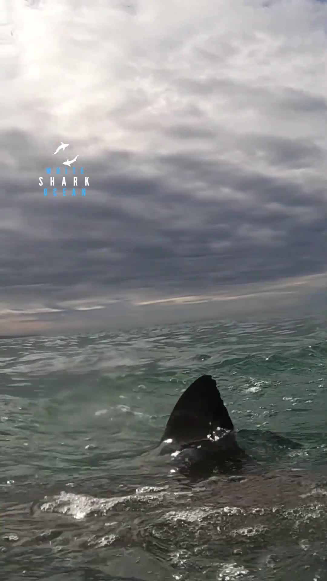 Great white shark comes through the surface with jaw extended