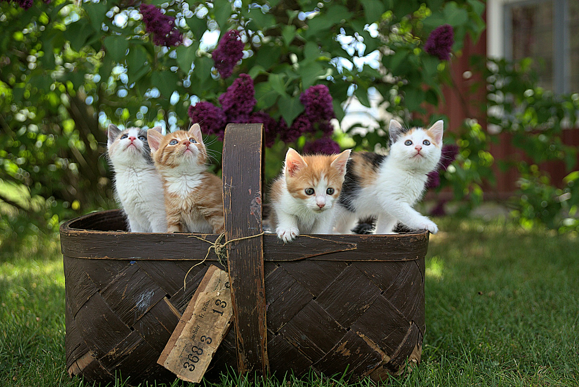 10 subtle signs your cat is actually sick