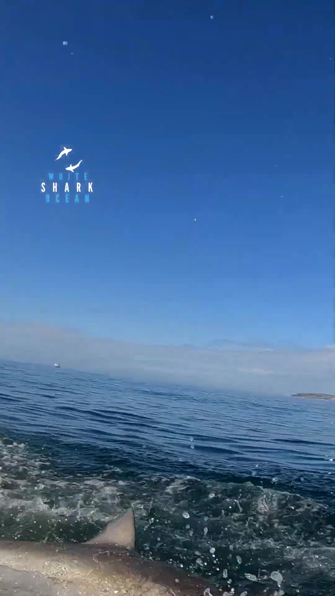 Great white sharks are pure muscle