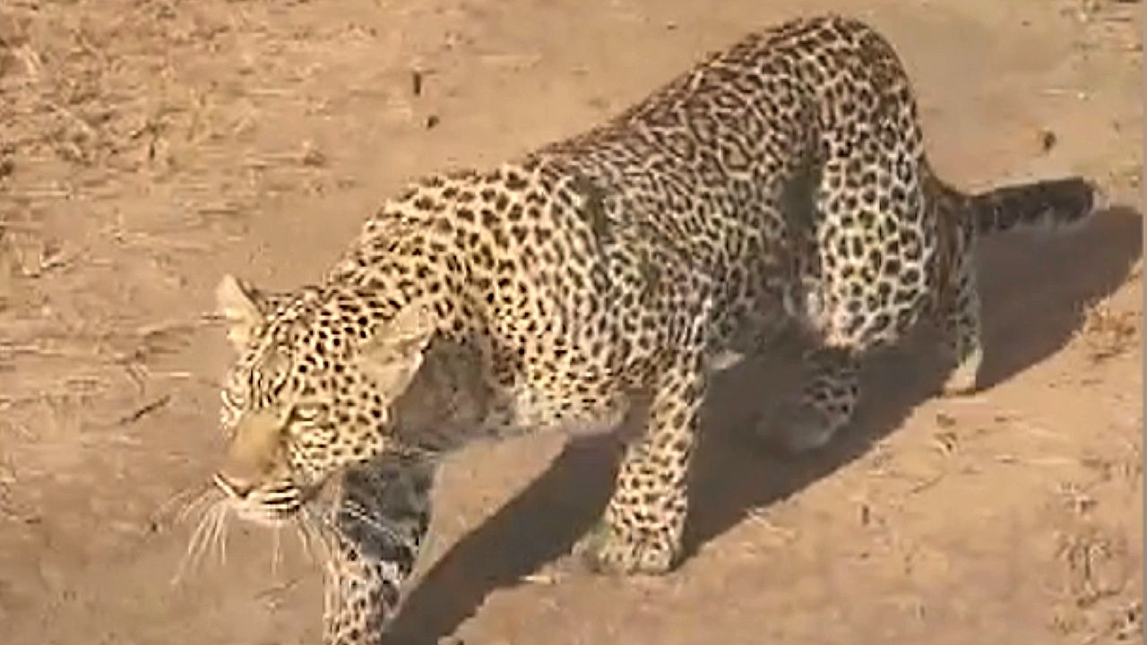 Stealthy leopard ambushes unsuspecting cheetah in rare safari moment