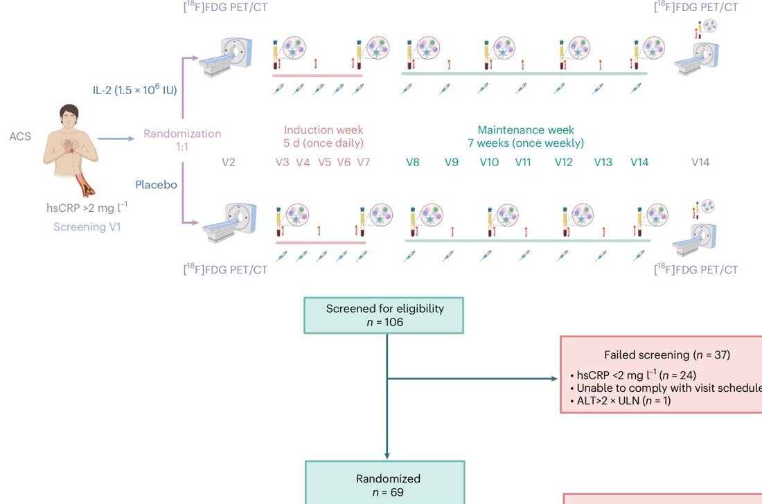 Targeting the immune system could prevent future heart attacks ...