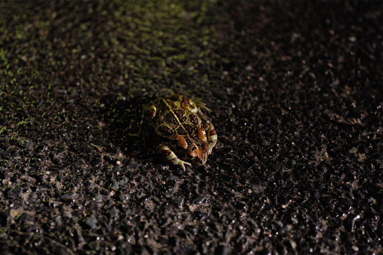Helping Cape Town’s toads cross the road: Interview with Andrew Turner